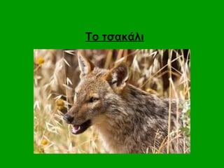 το τσακάλι | PPT