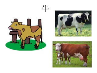 Farm Animals 农场动物 | PPT