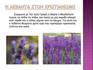 η ιστορια της λεβαντας | PPT