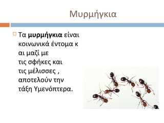 μυρμηγκοφωλιά | PPS