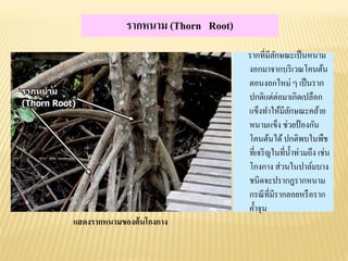 มหัศจรรย์พืช | PDF