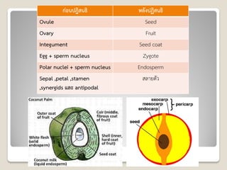 สืบดอก | PPT