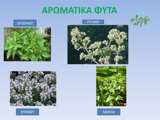 τα φυτα | PPTX