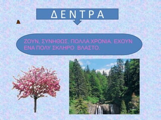 τα φυτα | PPTX