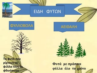 τα φυτα | PPTX