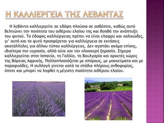 η ιστορια της λεβαντας | PPT