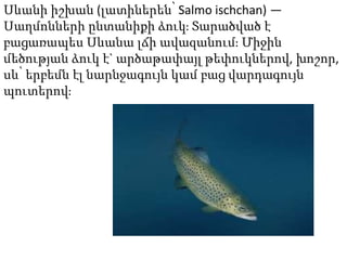 ձկներ | PPTX