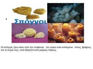 παναγιώτης σπονδυλωτά και ασπόνδυλα | PPT