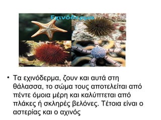 παναγιώτης σπονδυλωτά και ασπόνδυλα | PPT