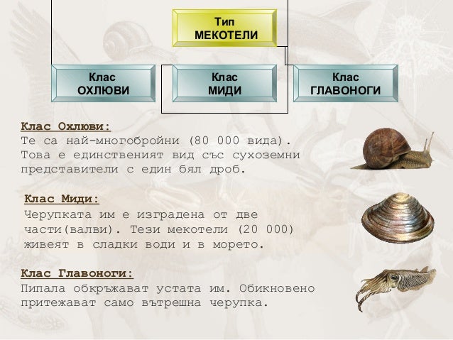 презентация биология