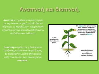 άνθη και φυτά | PPTX