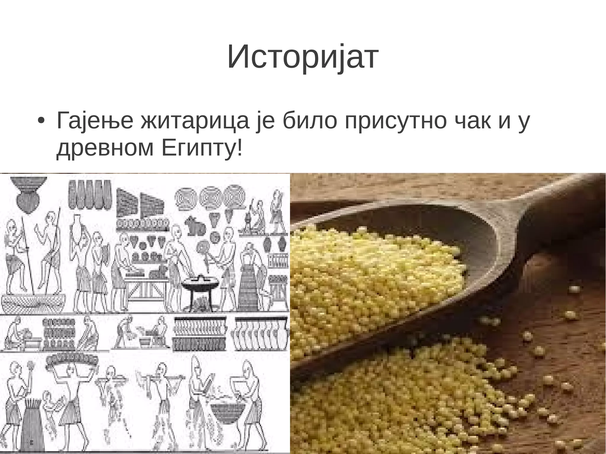 Biologija-Žitarice | PDF