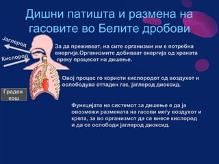 Disenje-razmena na gasovi | PPT