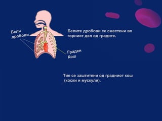 Disenje-razmena na gasovi | PPT