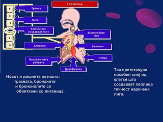 Disenje-razmena na gasovi | PPT