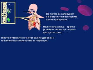 Disenje-razmena na gasovi | PPT
