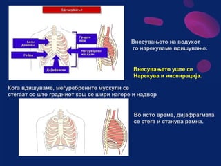 Disenje-razmena na gasovi | PPT