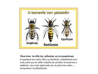μέλισσα, ένα αξιοθαύμαστο έντομο | PPT