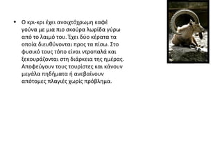 τα αγριοκάτσικα κρι κρι | PPT