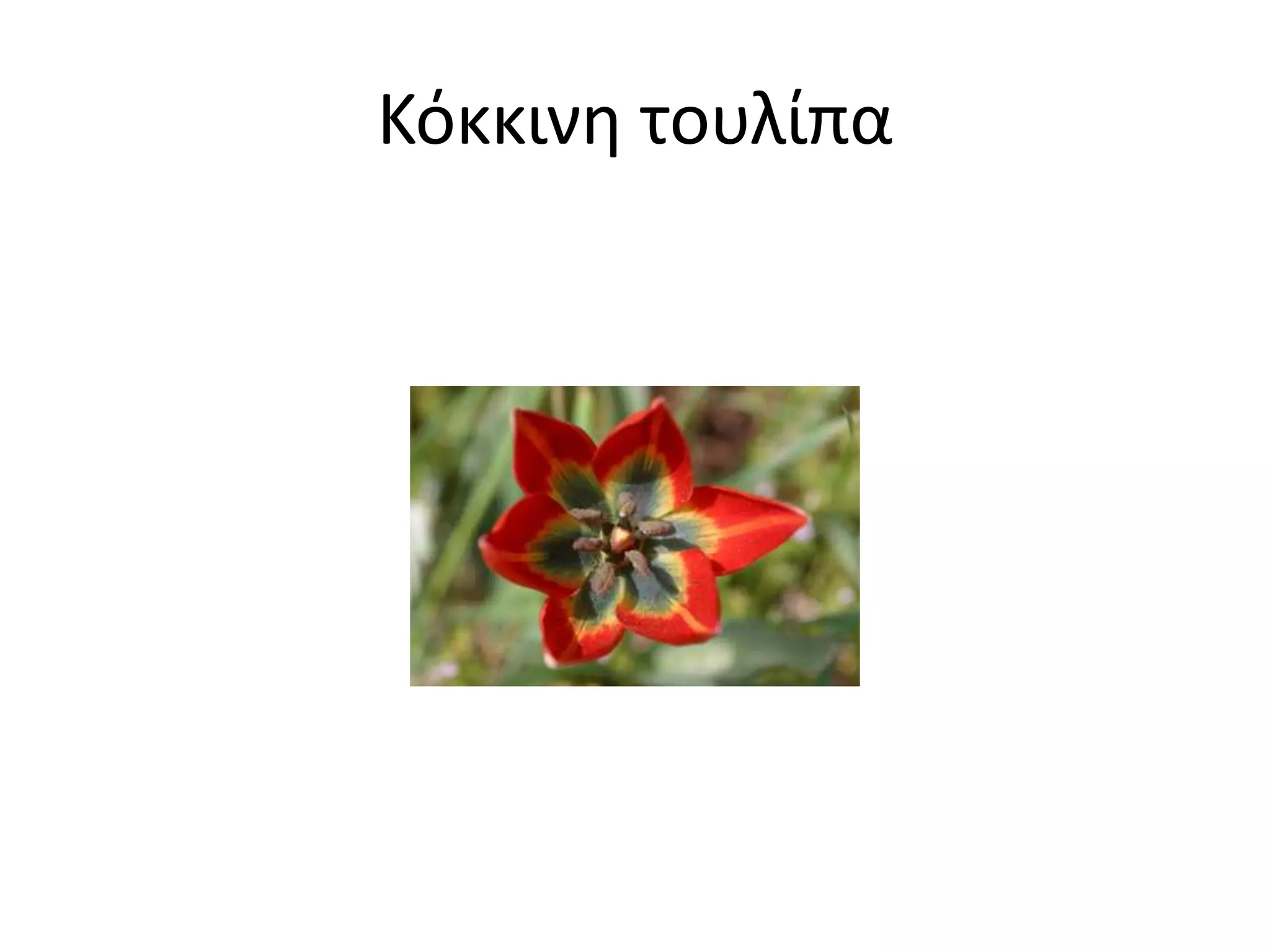 σπανια φυτα τησ χωρασ μασ | PPT