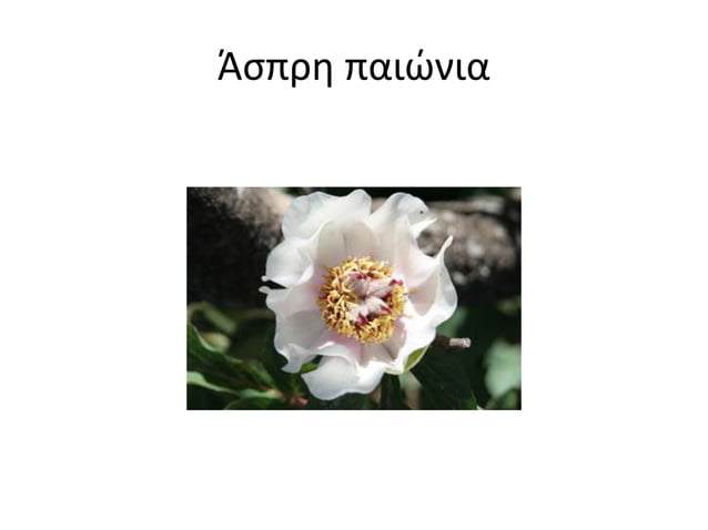 σπανια φυτα τησ χωρασ μασ | PPT