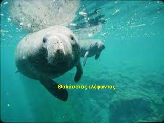 Τα ζώα της Γης | PPT