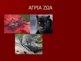 τα ζωα υπο εξαφανιση | PPT
