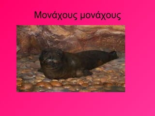 αφιερωμα στα ζωα υπο εξαφανιση | PPT