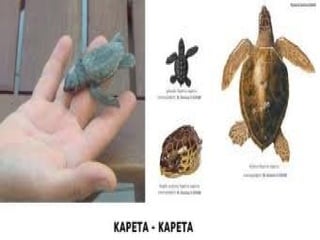 αφιερωμα στα ζωα υπο εξαφανιση | PPT