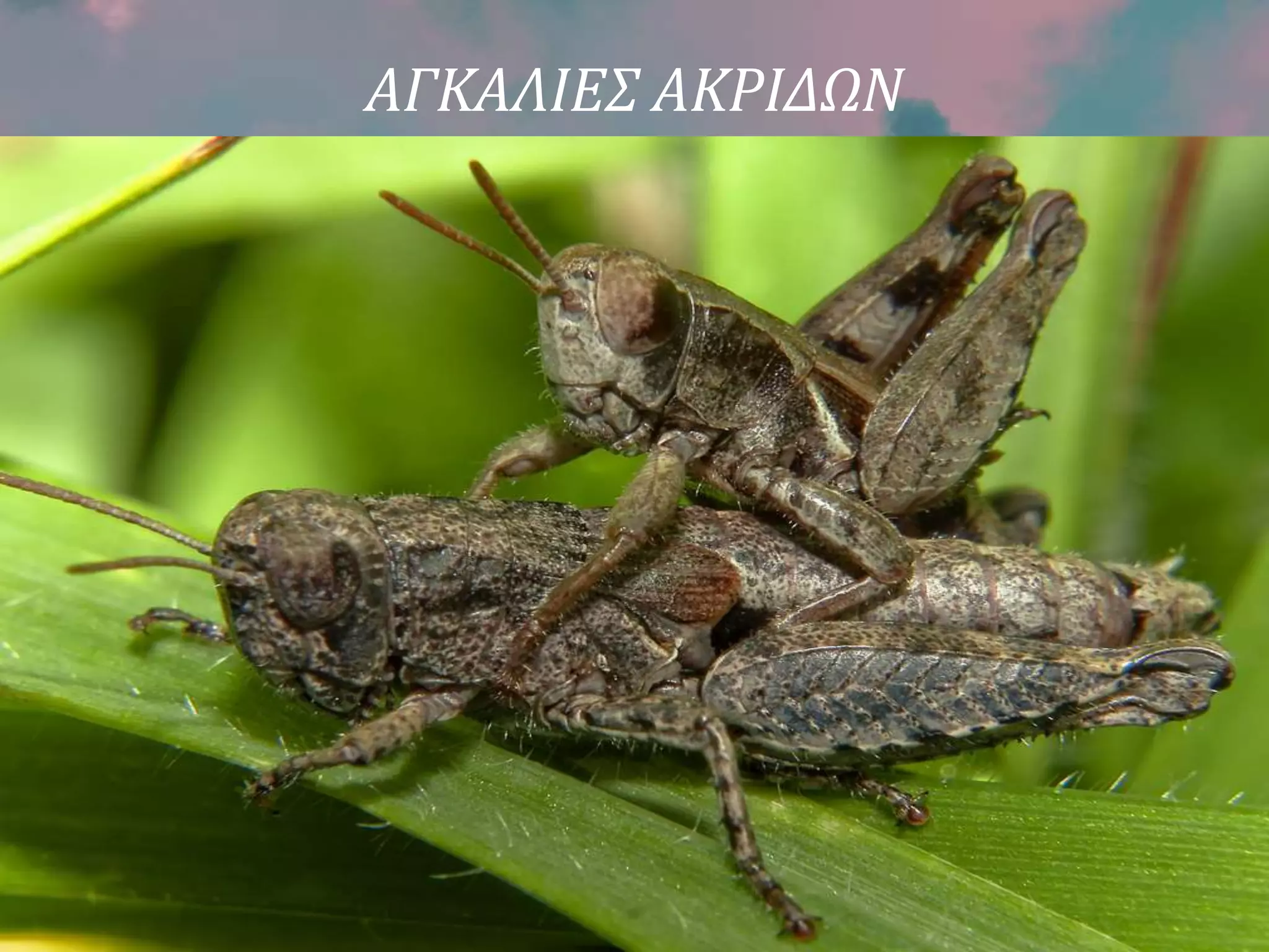 ΕΝΤΟΜΑ ΦΤΕΡΟΚΟΠΟΥΝ... | PPT
