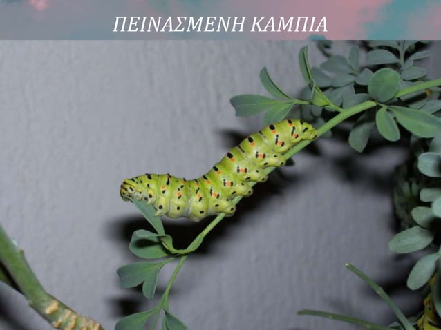 ΕΝΤΟΜΑ ΦΤΕΡΟΚΟΠΟΥΝ... | PPT