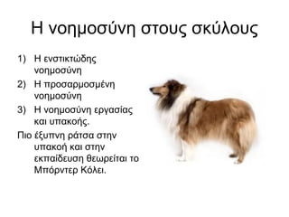 Νοημοσύνη Στα Ζώα - (Σταθόπουλος Ι.) | PPT