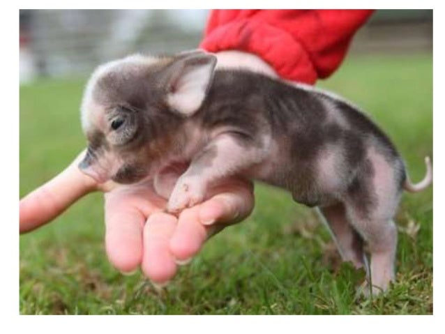 прекрасні тварини свині