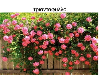 λουλουδια | ODP