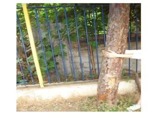 τα δεντρα μας | PPTX