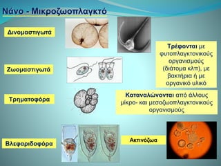 Τι άλλο κολυμπά μαζί μας; (Παρουσίαση) | PPT