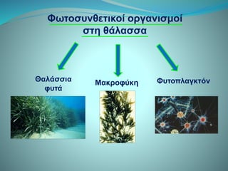 Τι άλλο κολυμπά μαζί μας; (Παρουσίαση) | PPT
