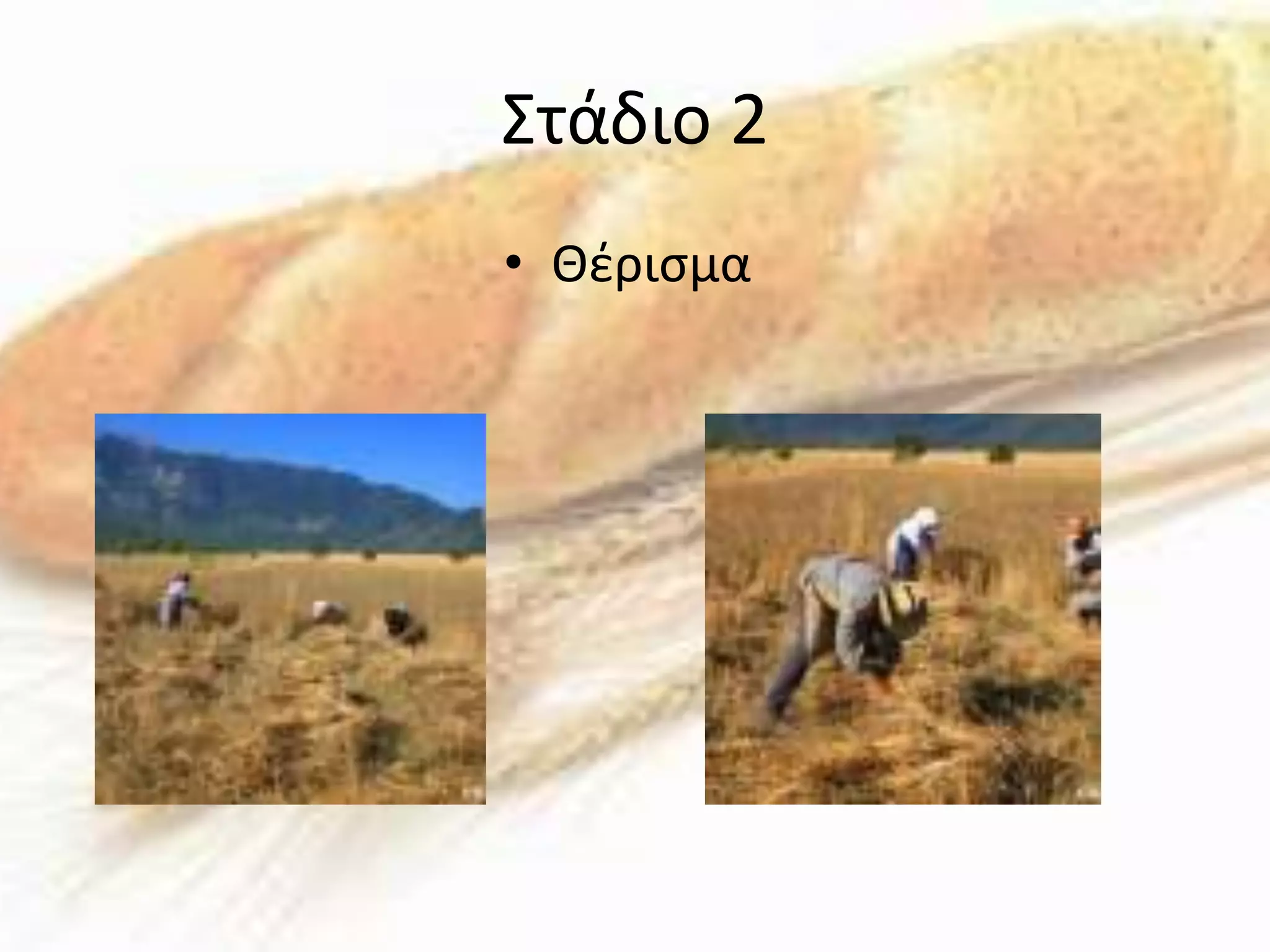 Στάδια παρασκευής του ψωμιού | PPTX