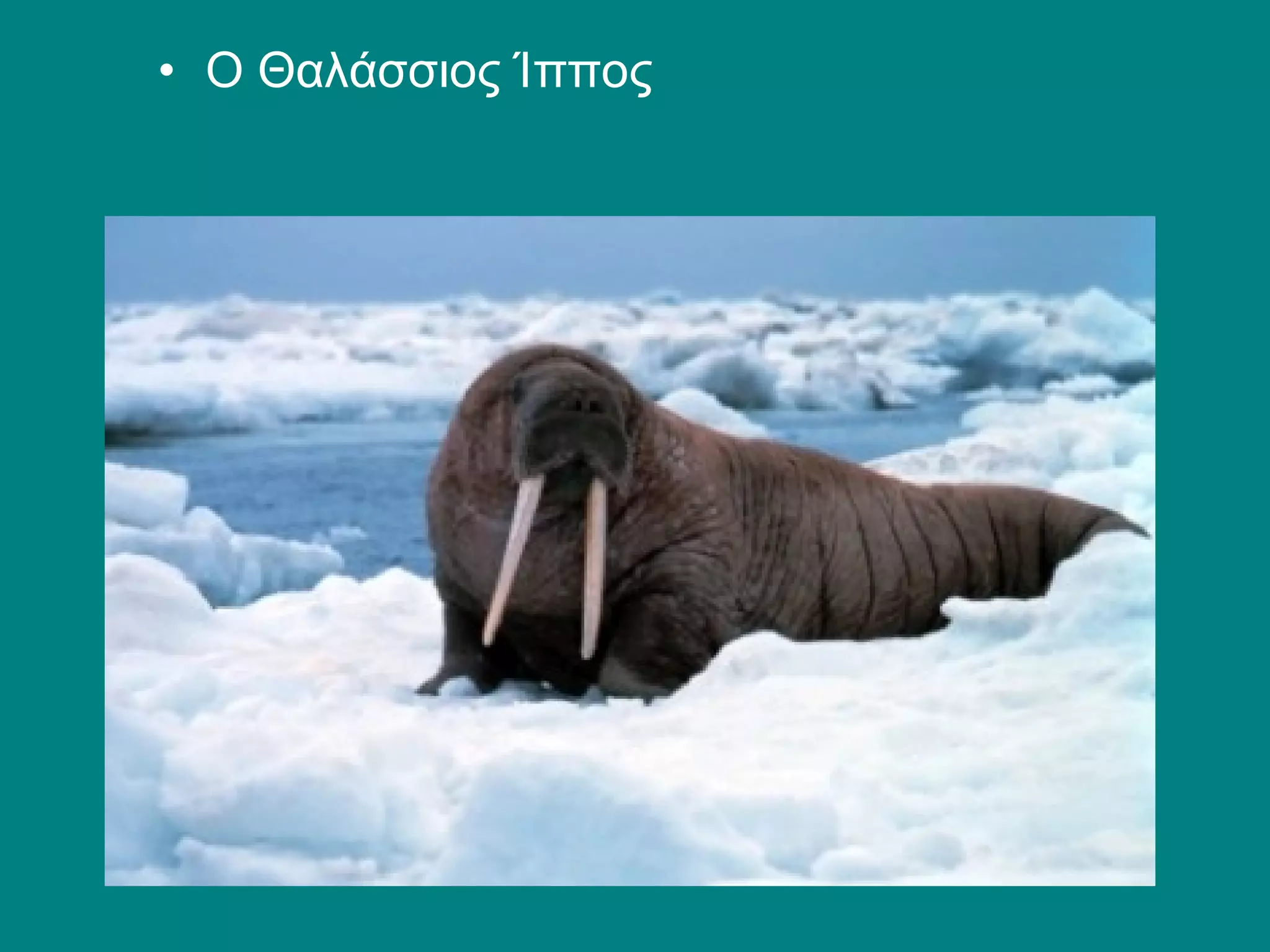 αρκτική | PPT | Free Download