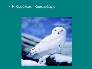 αρκτική | PPT