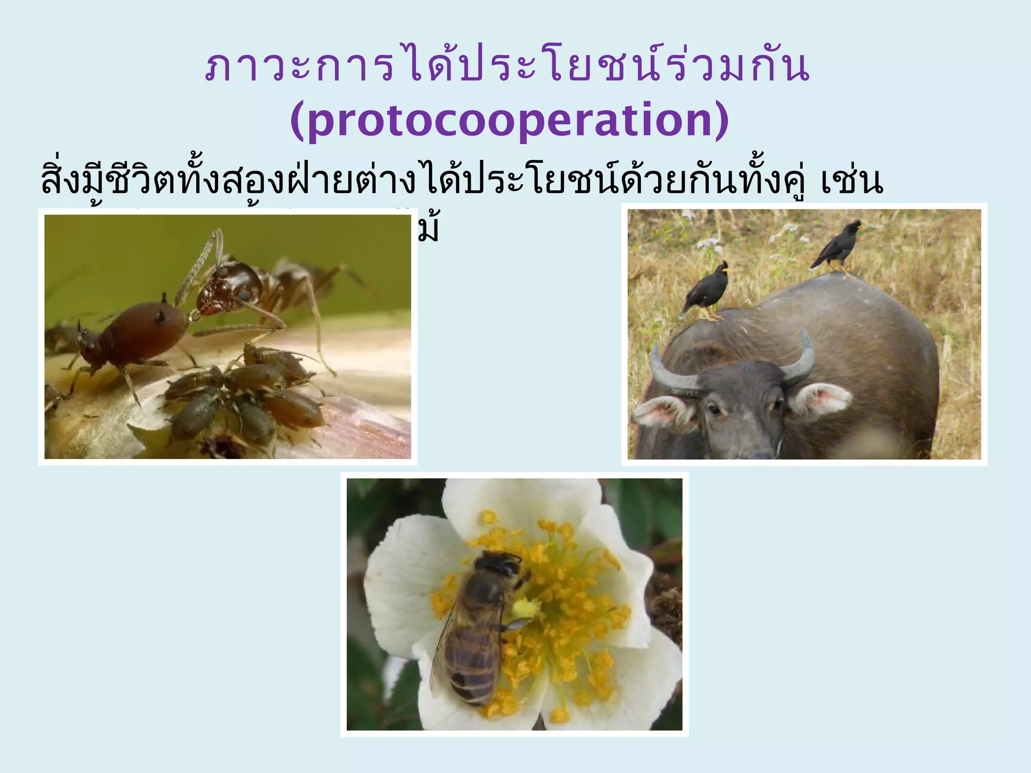 ระบบนิเวศ | PPT