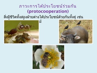 ระบบนิเวศ | PPT