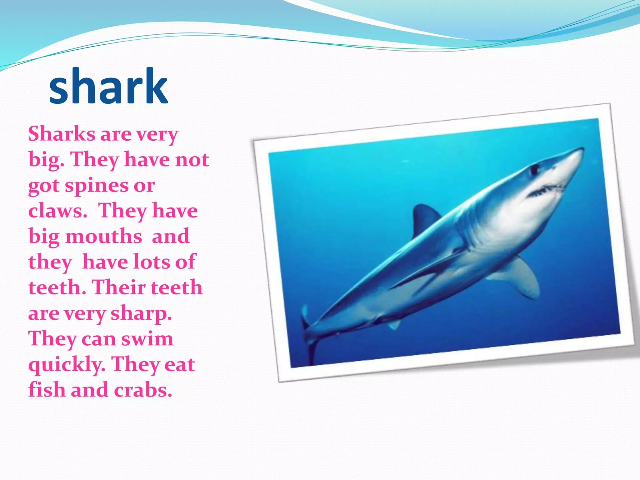 sea creatures | PPT