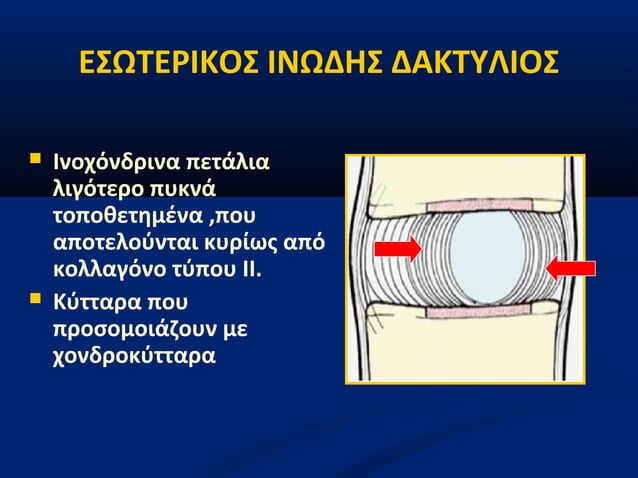 ΜΕΛΕΤΗ ΤΟΥ ΚΥΤΤΑΡΙΚΟΥ ΠΟΛΛΑΠΛΑΣΙΑΣΜΟΥ ΚΑΤΑ ΤΗΝ ΕΚΦΥΛΙΣΗ ΤΟΥ ...