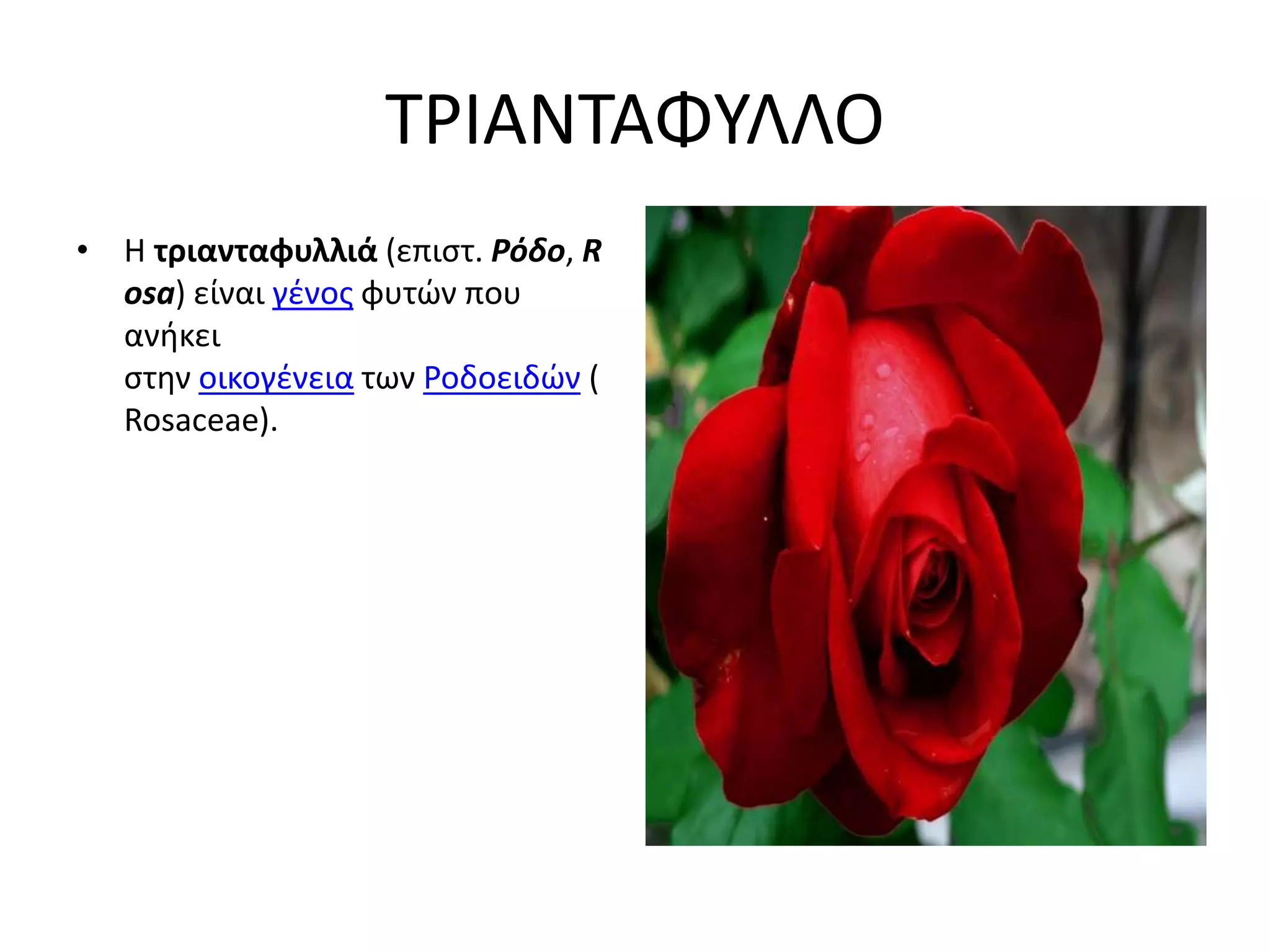 τριανταφυλλο | PPTX