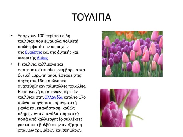 τριανταφυλλο | PPTX