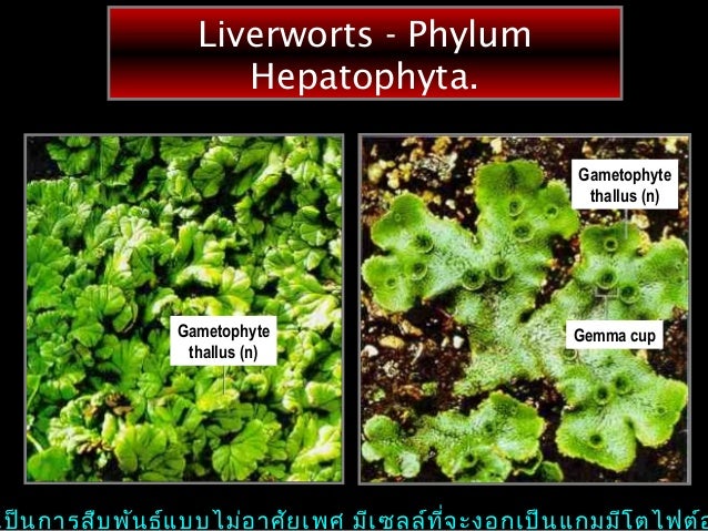 การจัดจำแนก