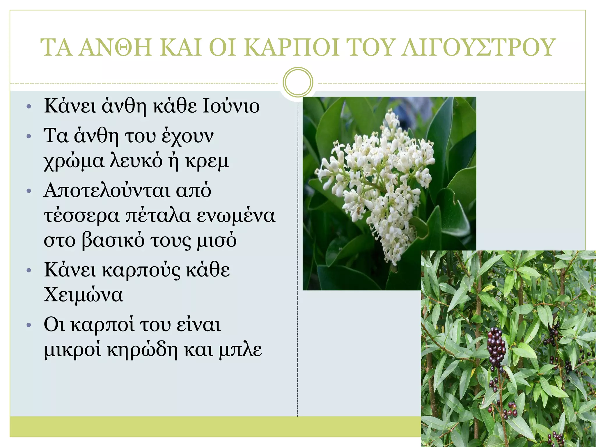 4ο ΔΣ Ασπροπύργου- Ο κήπος μας | PDF