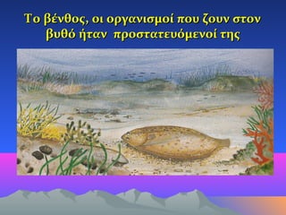 το δελφινοκόριτσο | PPT