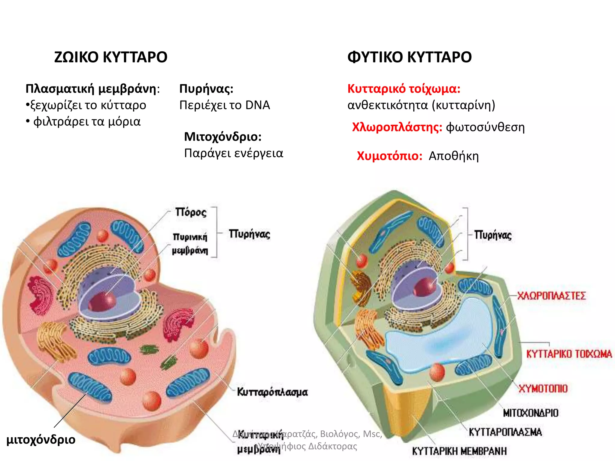 Μάθημα: Βιολογία. Α' Γυμνασίου-Σημειώσεις σχολικού βιβλίου | PPTX